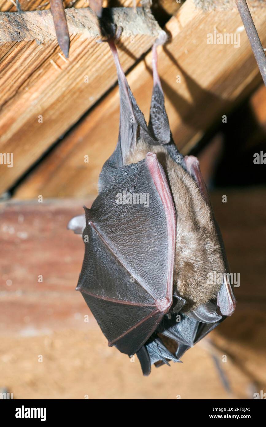 Lesser Horseshoe Bat (Rhinolophus hipposideros) with young, Pinzgau ...