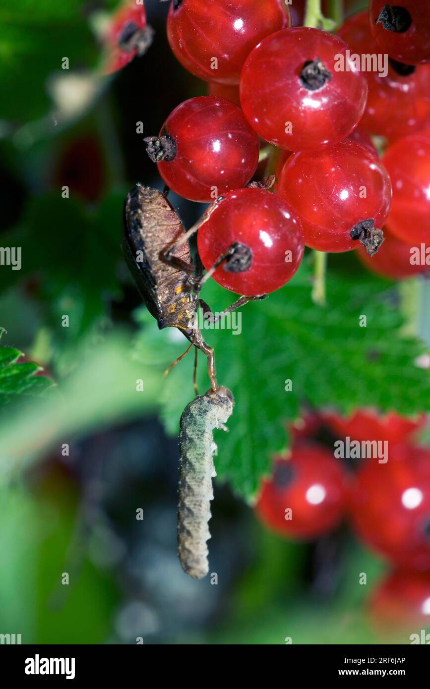 Predatory (Picromerus bidens) Stink Bug with prey, Austria Stock Photo ...