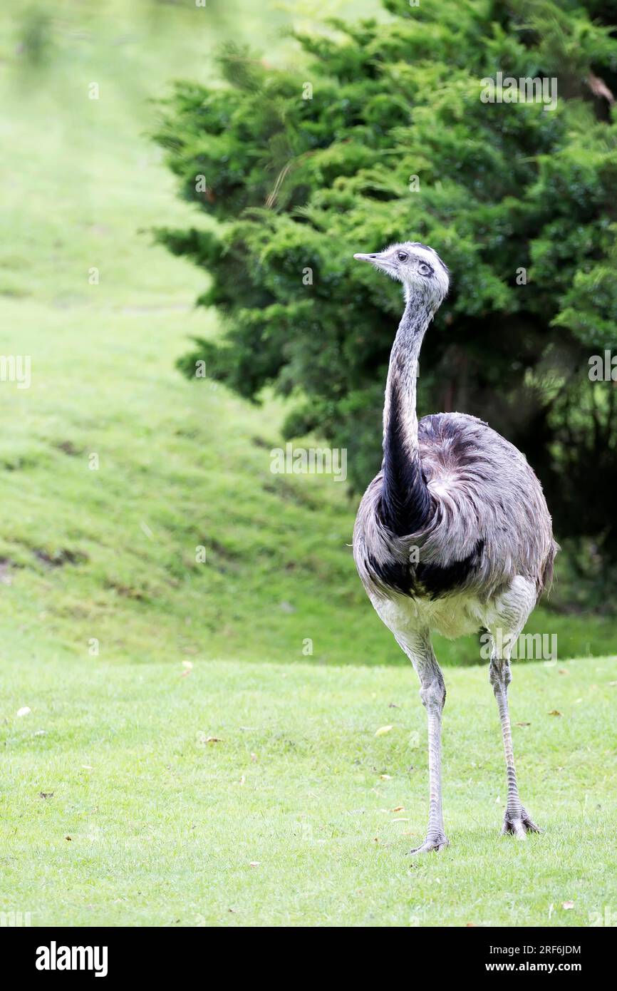 Rheidae hi-res stock photography and images - Alamy