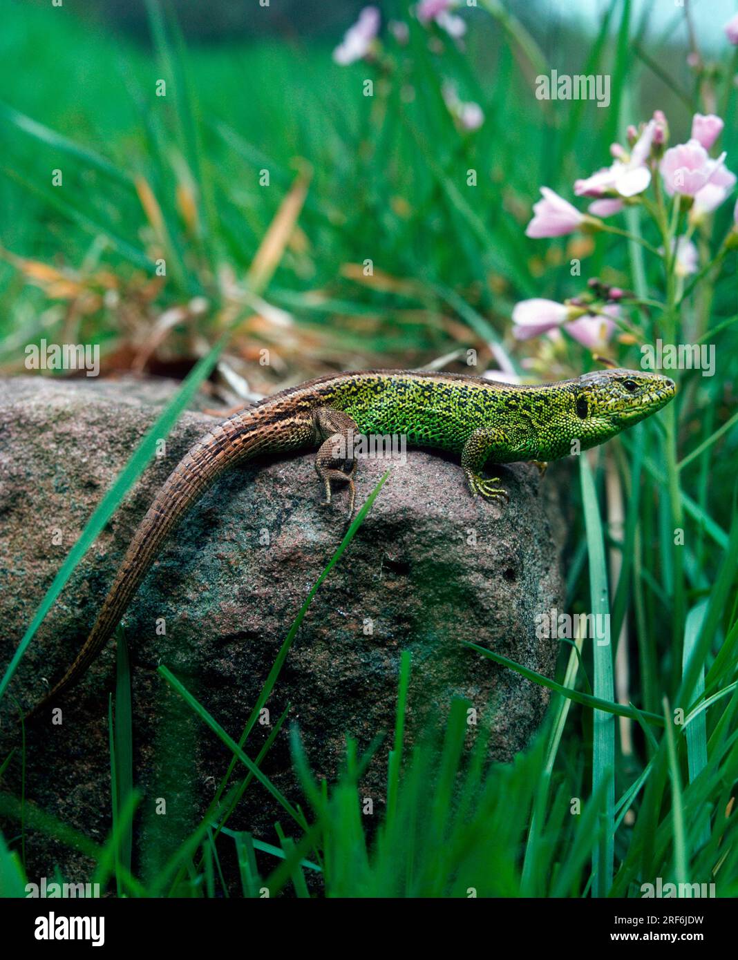 Sand lizard (Lacerta agilis), lizard Stock Photo - Alamy
