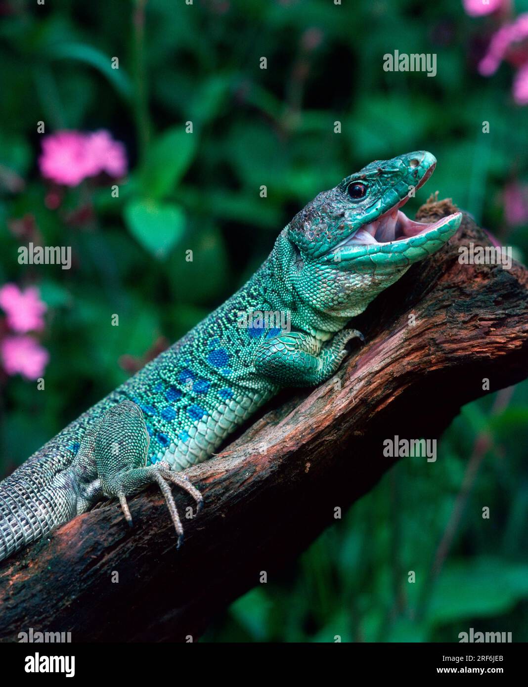 Pearl lizard (Lacerta lepida), lizard Stock Photo - Alamy