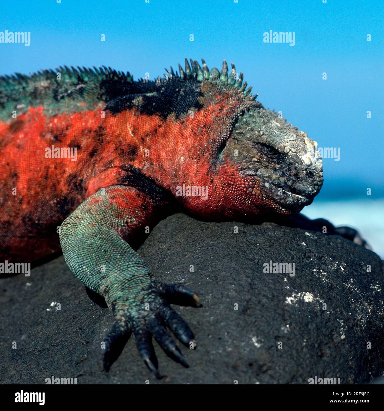 Galapagos sea lizard (Amblyrhynchus cristatus), Galapagos Islands ...