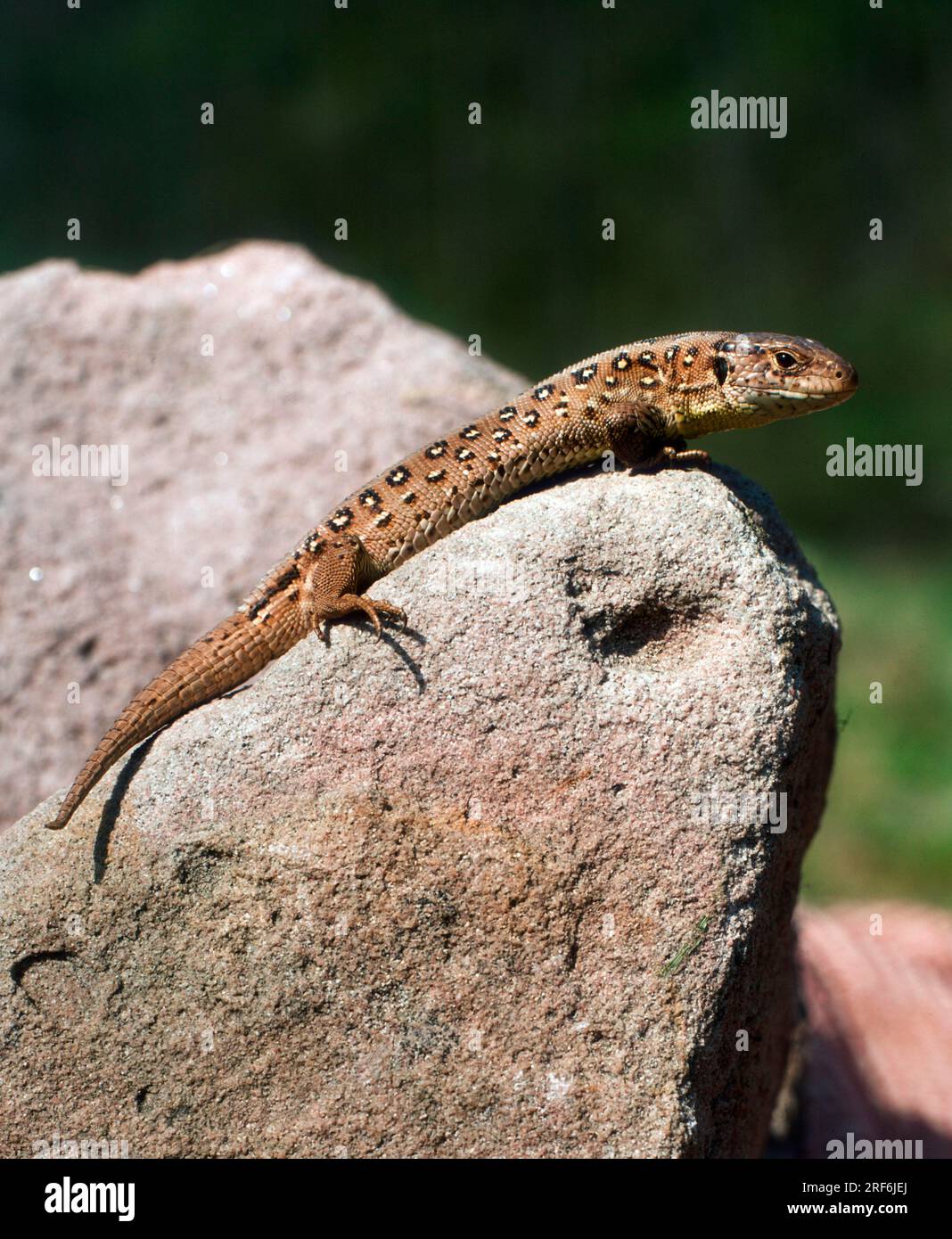 Sand lizard (Lacerta agilis), lizard Stock Photo - Alamy