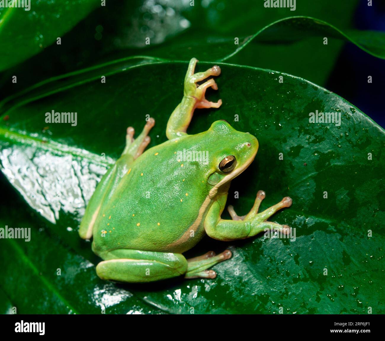 Green tree frog, American tree frog (Hyla cinerea), Carolinian tree ...