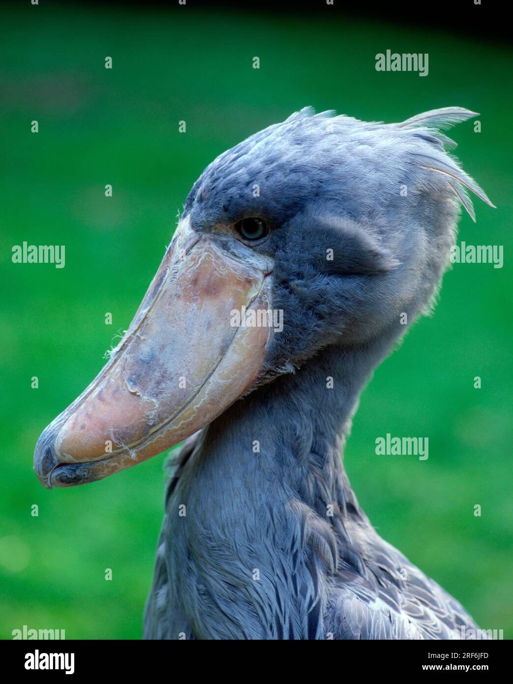 Lateral head profile hi-res stock photography and images - Alamy