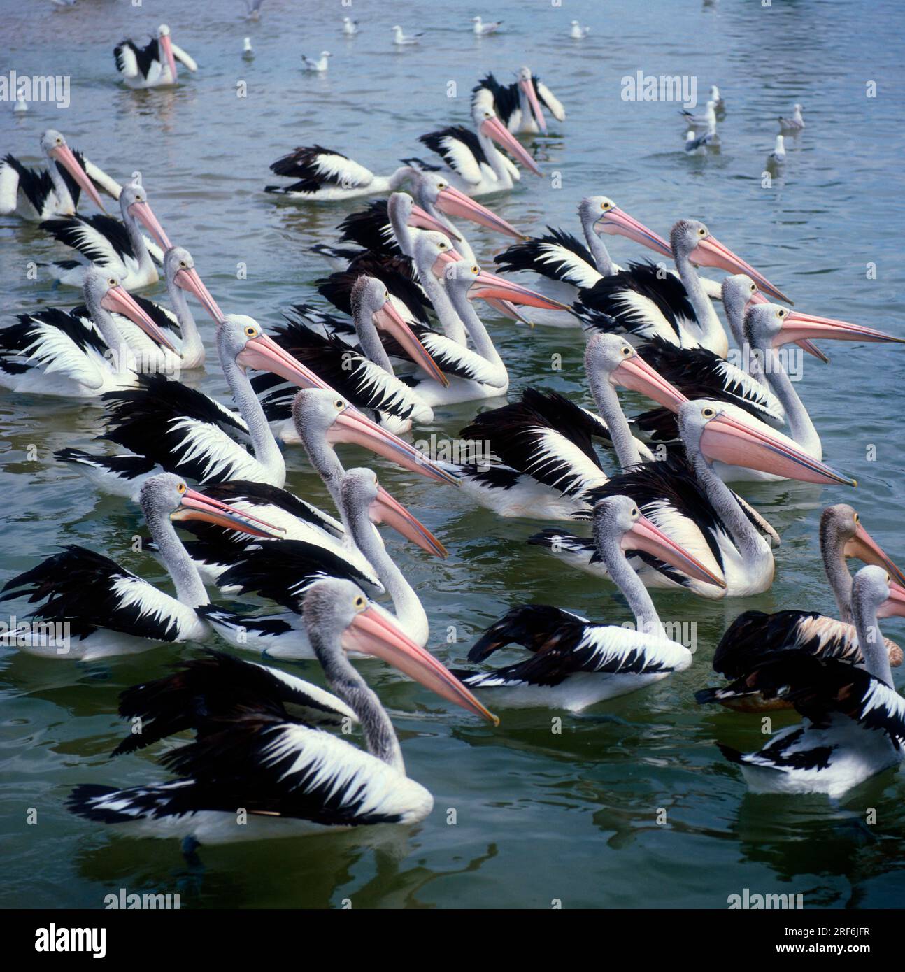 Bird flock australia hi-res stock photography and images - Alamy
