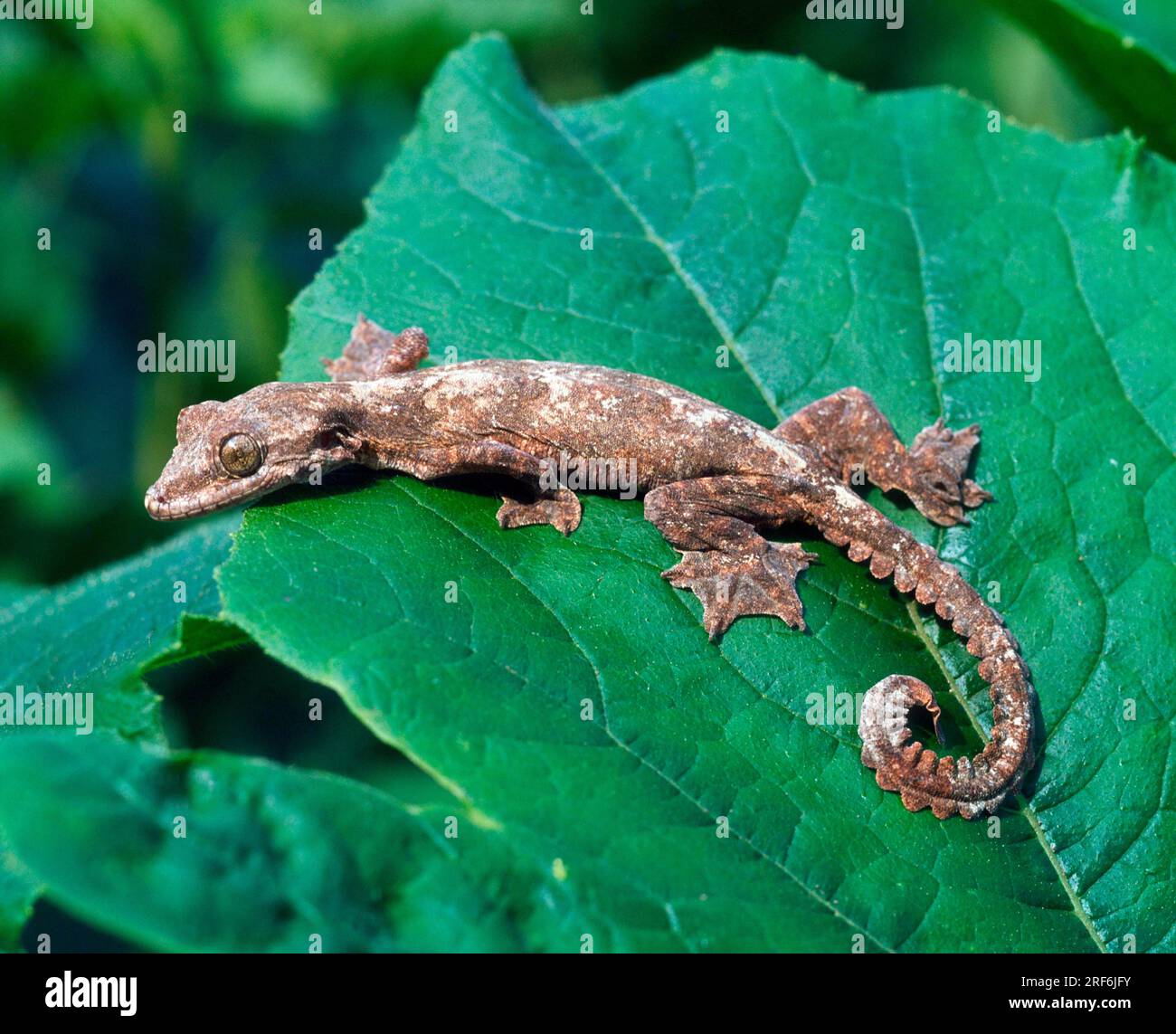 Gecko and fly hi-res stock photography and images - Alamy