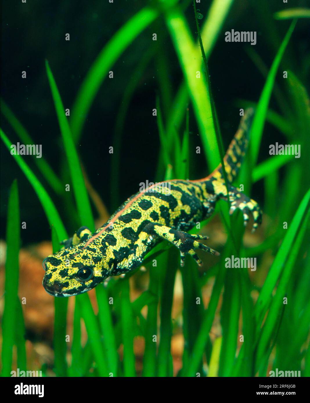 Marbled newt (Triturus marmoratus Stock Photo - Alamy
