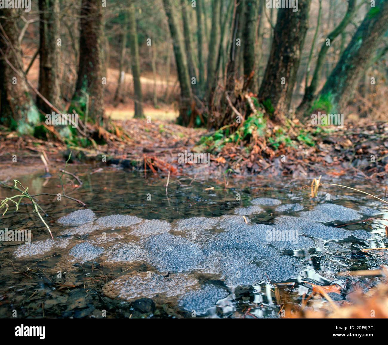 Spawn of Common Frog, forest pond, Germany Stock Photo - Alamy