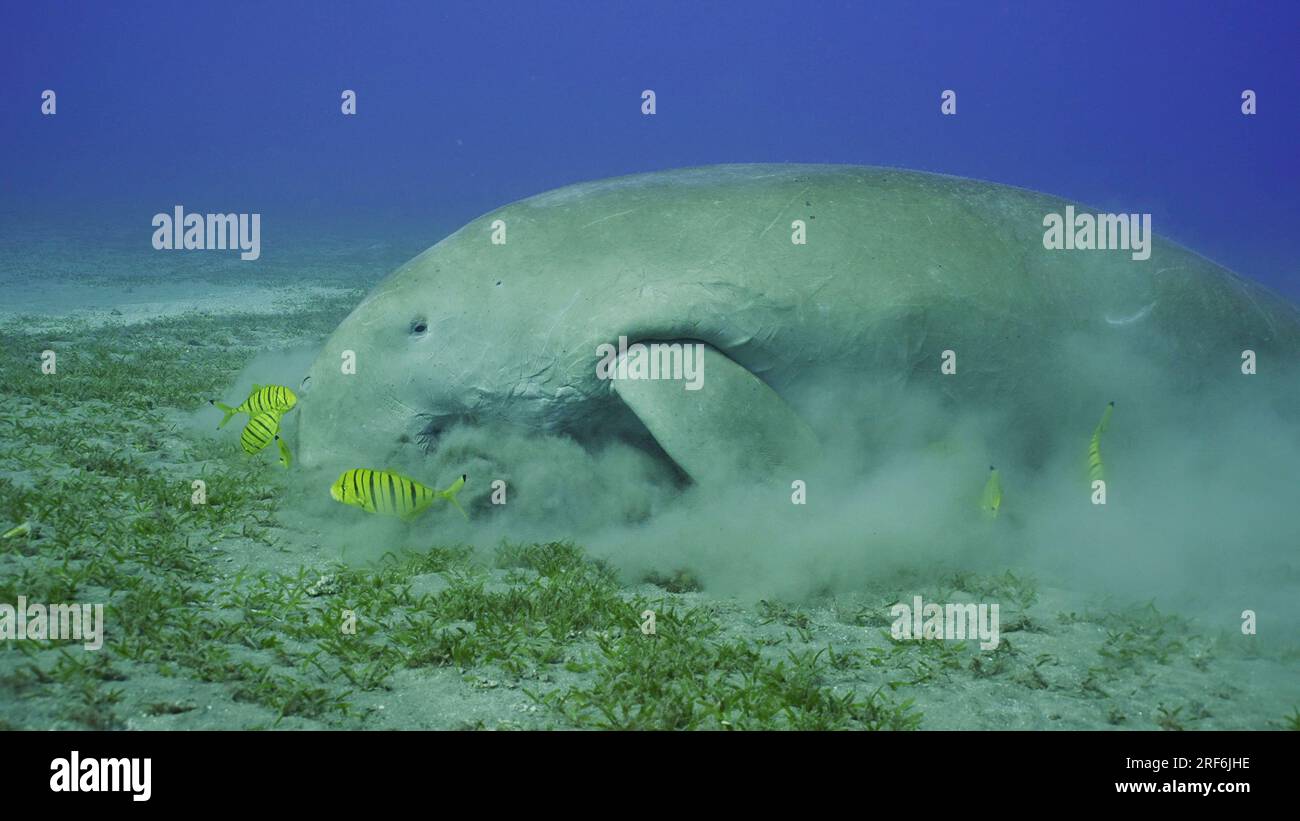 Sea Cow eating algae on seagrass meadow. Dugong (Dugong dugon ...