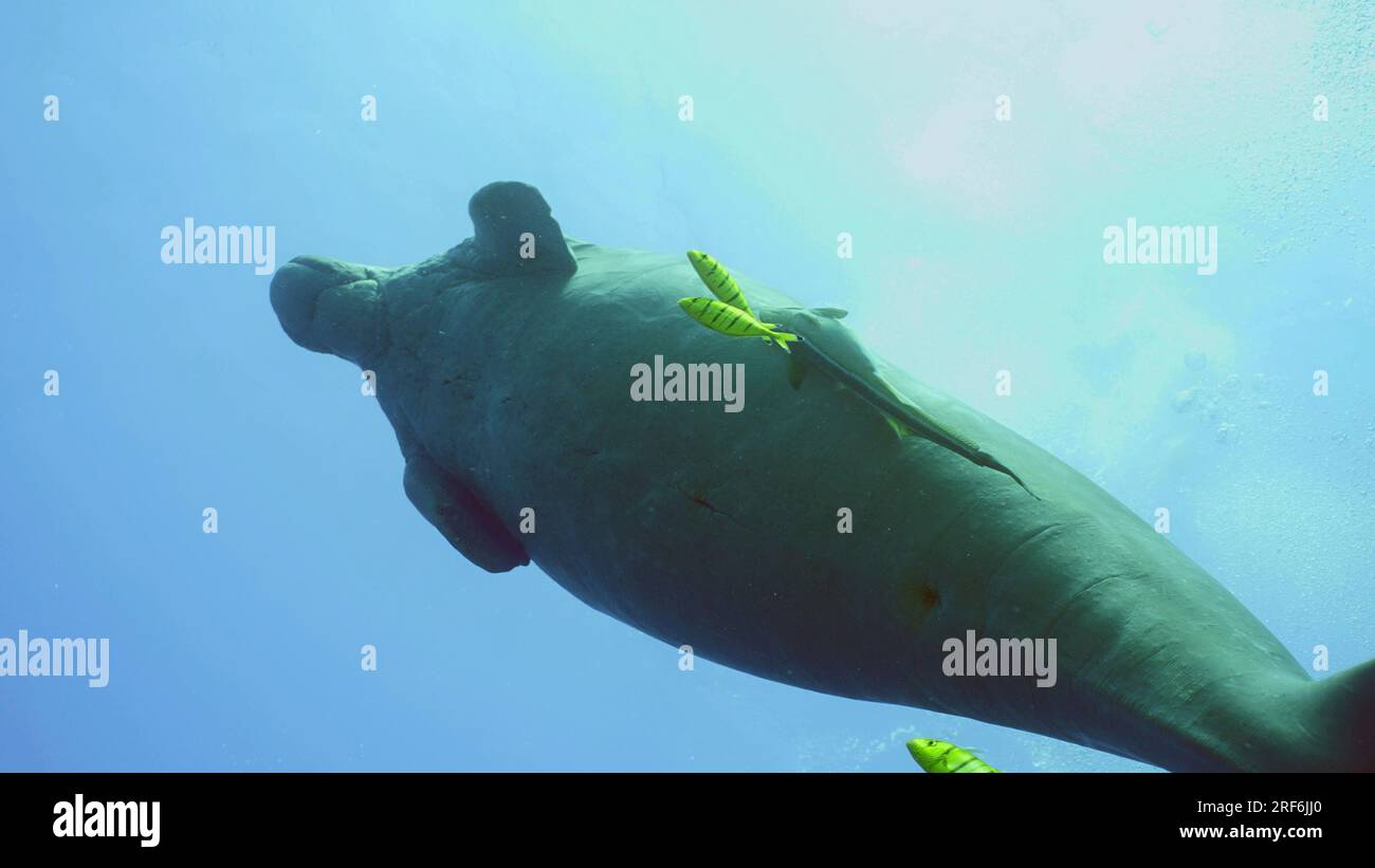 Sea Cow or Dugong (Dugong dugon) with Remorafish on its belly swims up ...