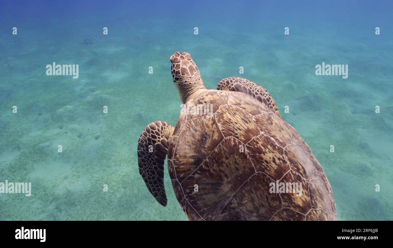 Turtle shell top view hi-res stock photography and images - Alamy