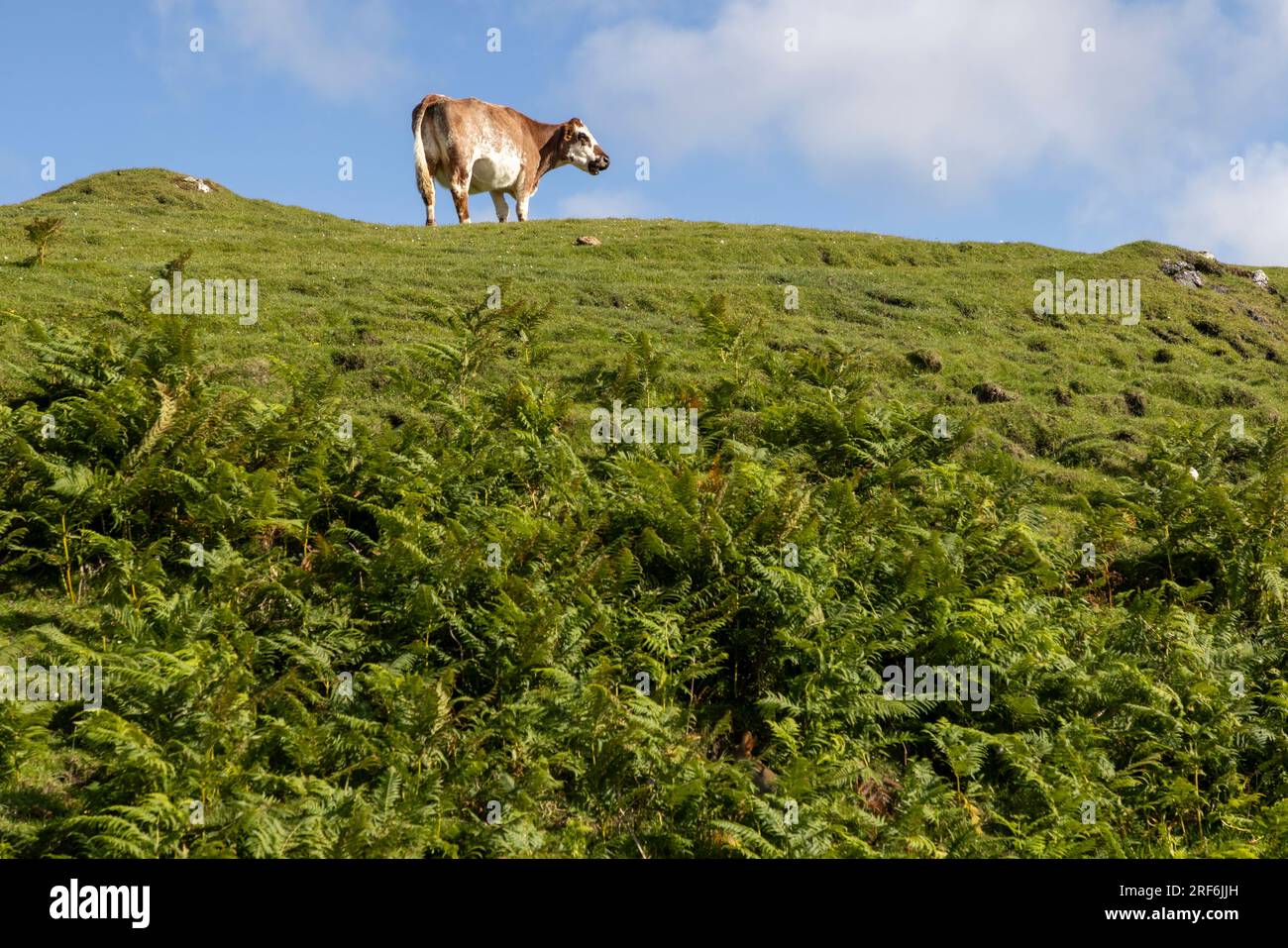 Simmental cow hi-res stock photography and images - Alamy