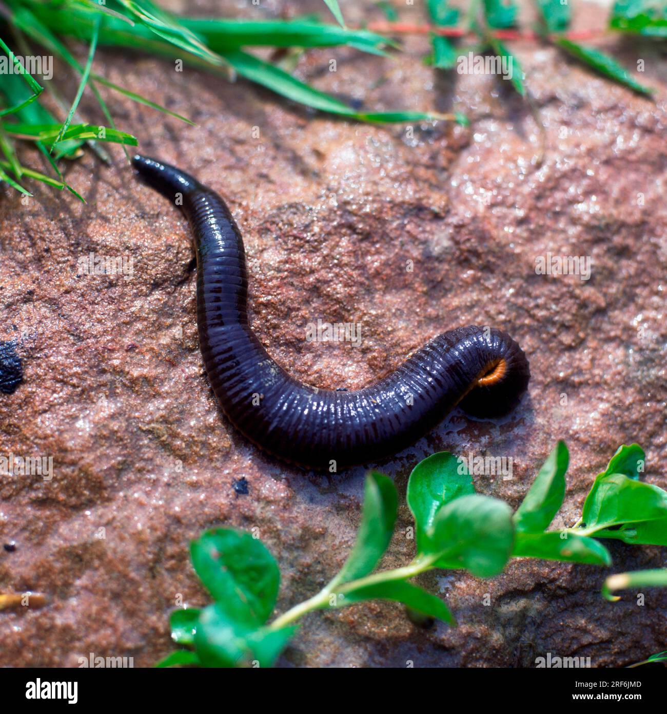 Leech hirudinea hi-res stock photography and images - Alamy