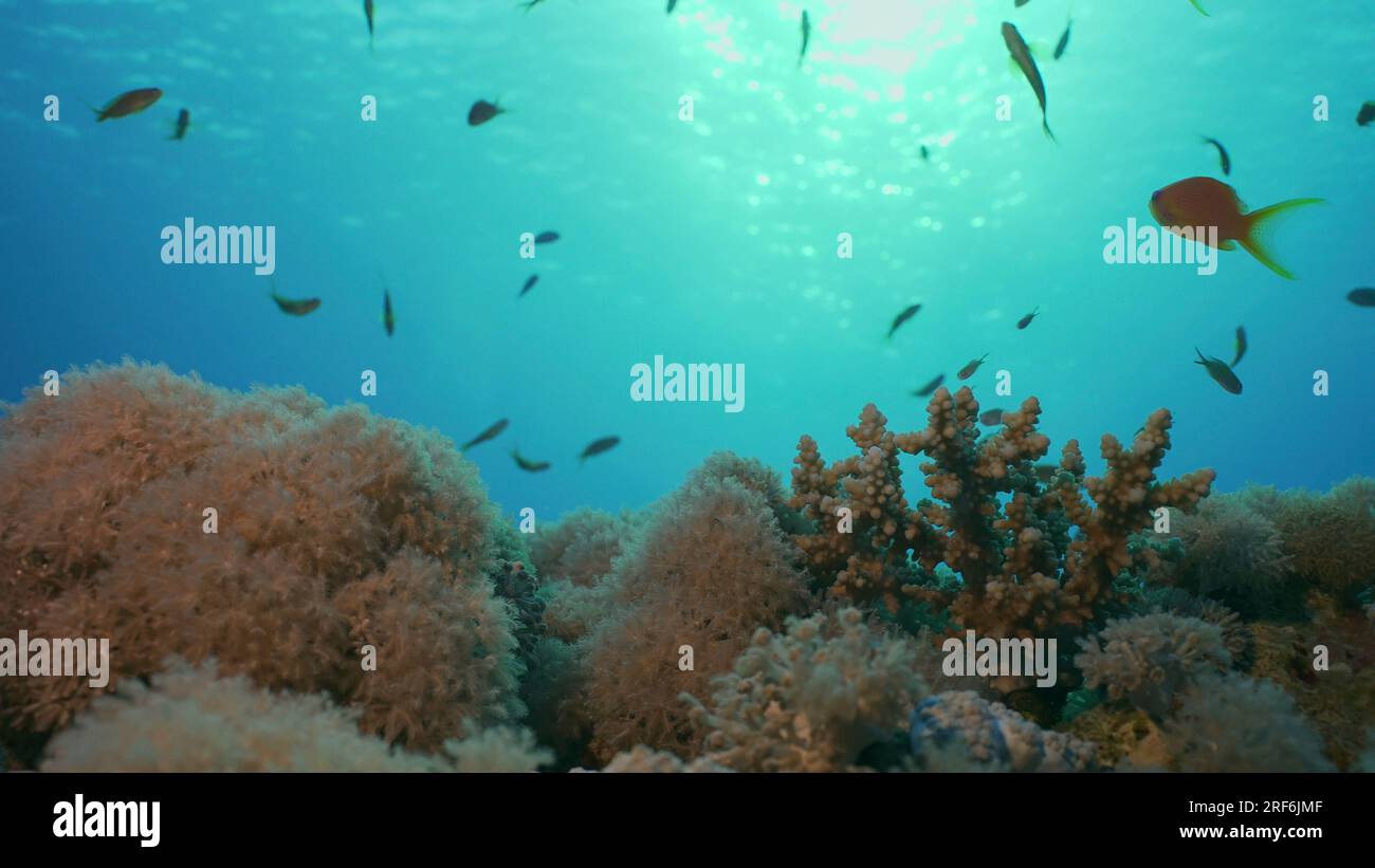 Morning time on the coral reef. Life on a coral reef at dawn. Tropical ...