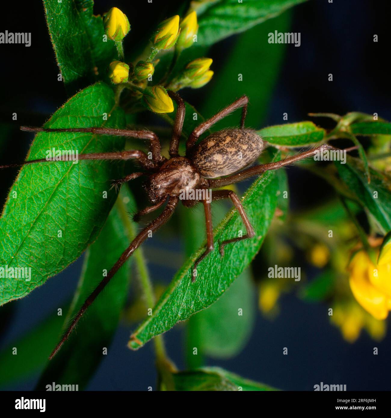 House angle spider (Tegenaria atrica), house spider Stock Photo - Alamy