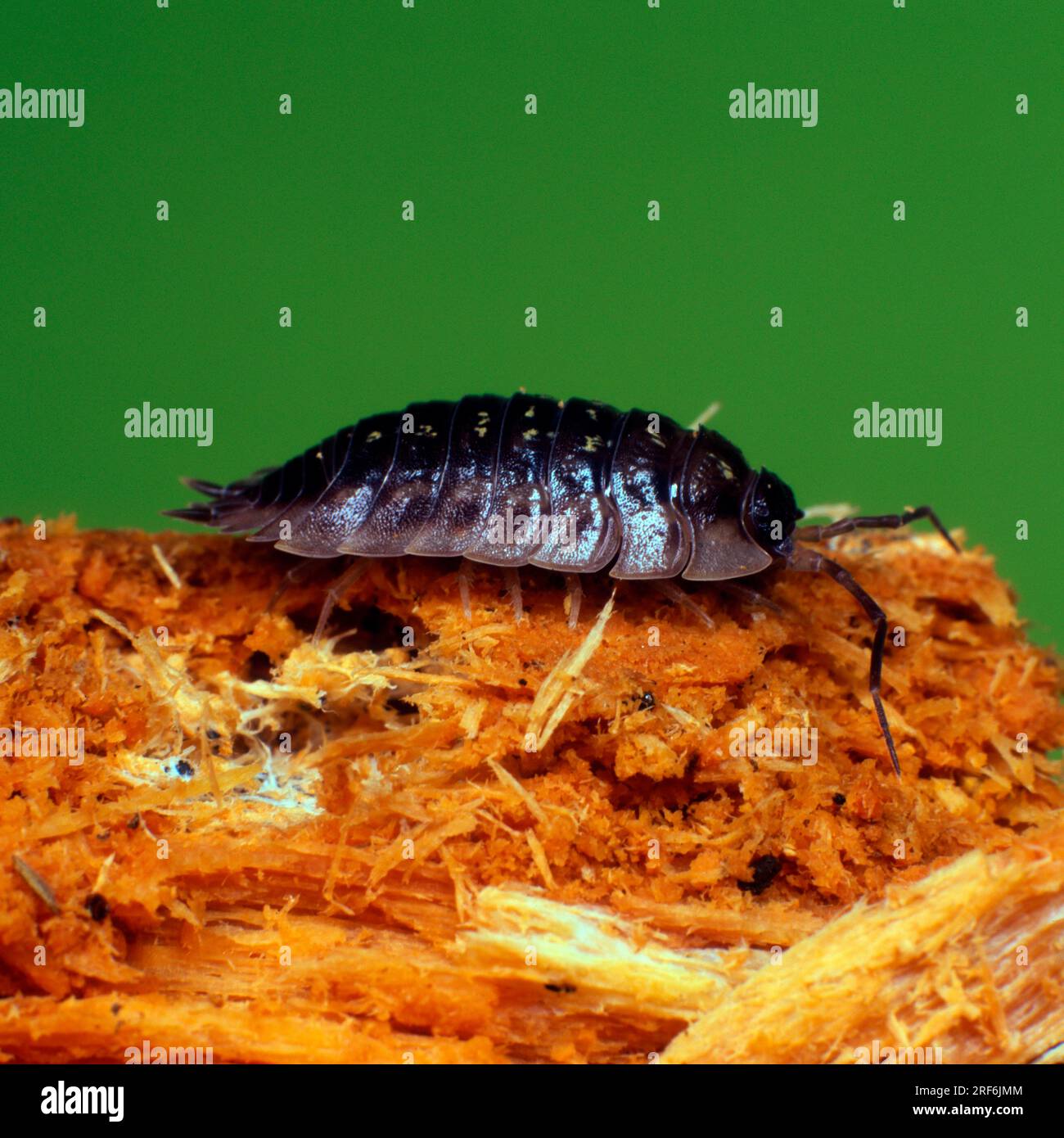 Common rough woodlouse (Porcellio scaber Stock Photo - Alamy