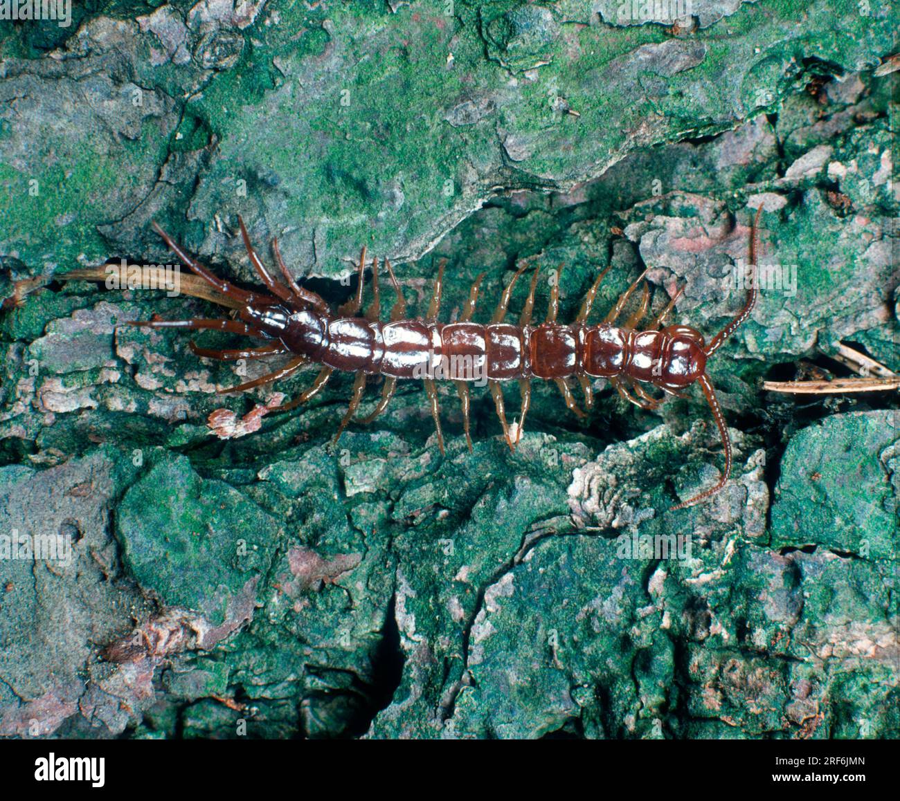 Lithobius centipede hi-res stock photography and images - Alamy