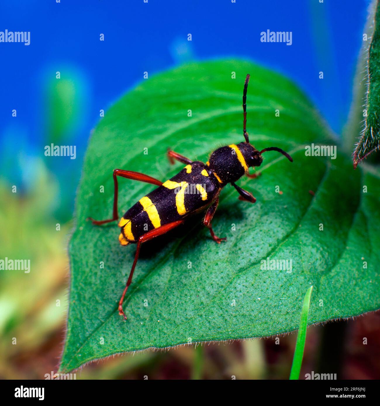 Wasp wasp, common ram (Clytus arietis Stock Photo - Alamy