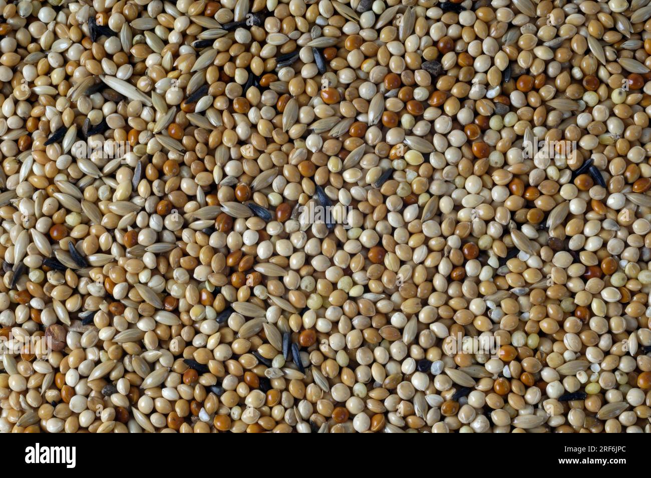Birdseed plant hi-res stock photography and images - Alamy