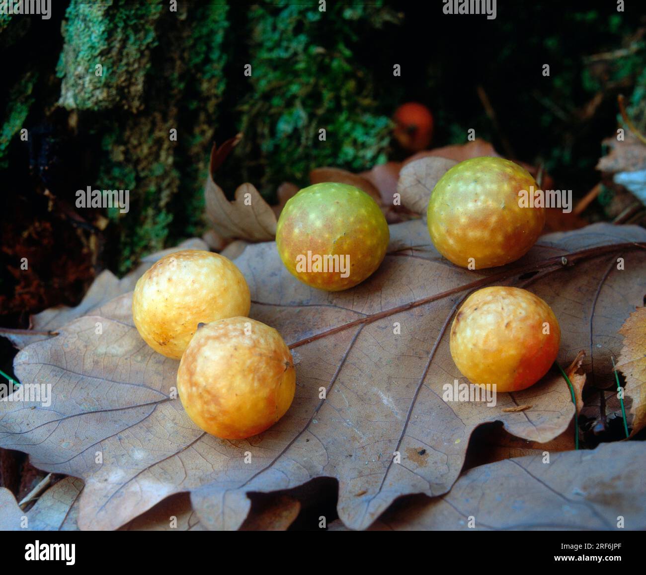 Oak gall wasp Common (Cynips quercusfolii Stock Photo - Alamy