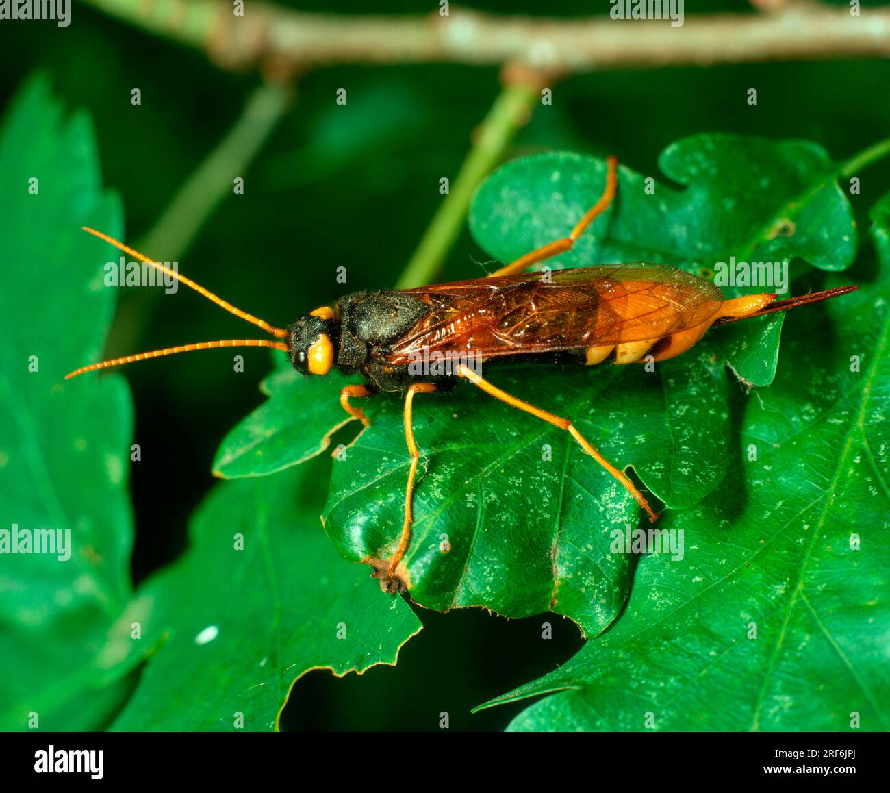 Giant Woodwasp (Urocerus gigas), giant wood wasp Stock Photo - Alamy