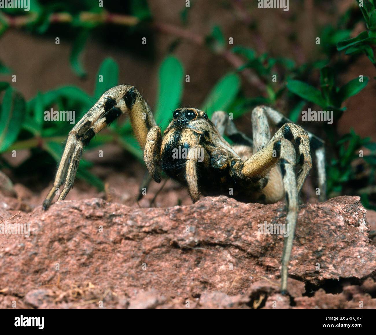Wolf spider (Lycosa Stock Photo - Alamy