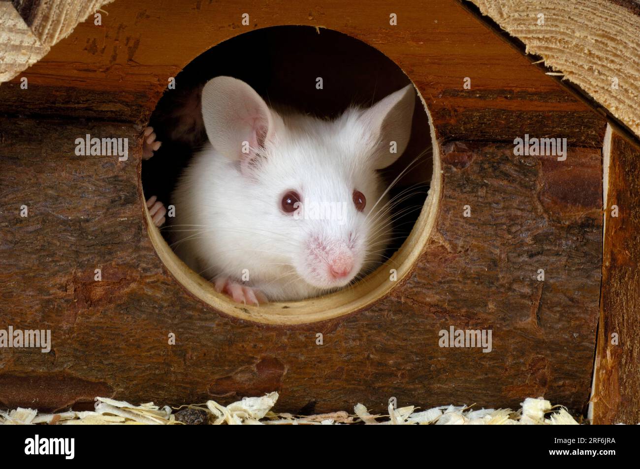 Colour mouse (Mus musculus Stock Photo - Alamy