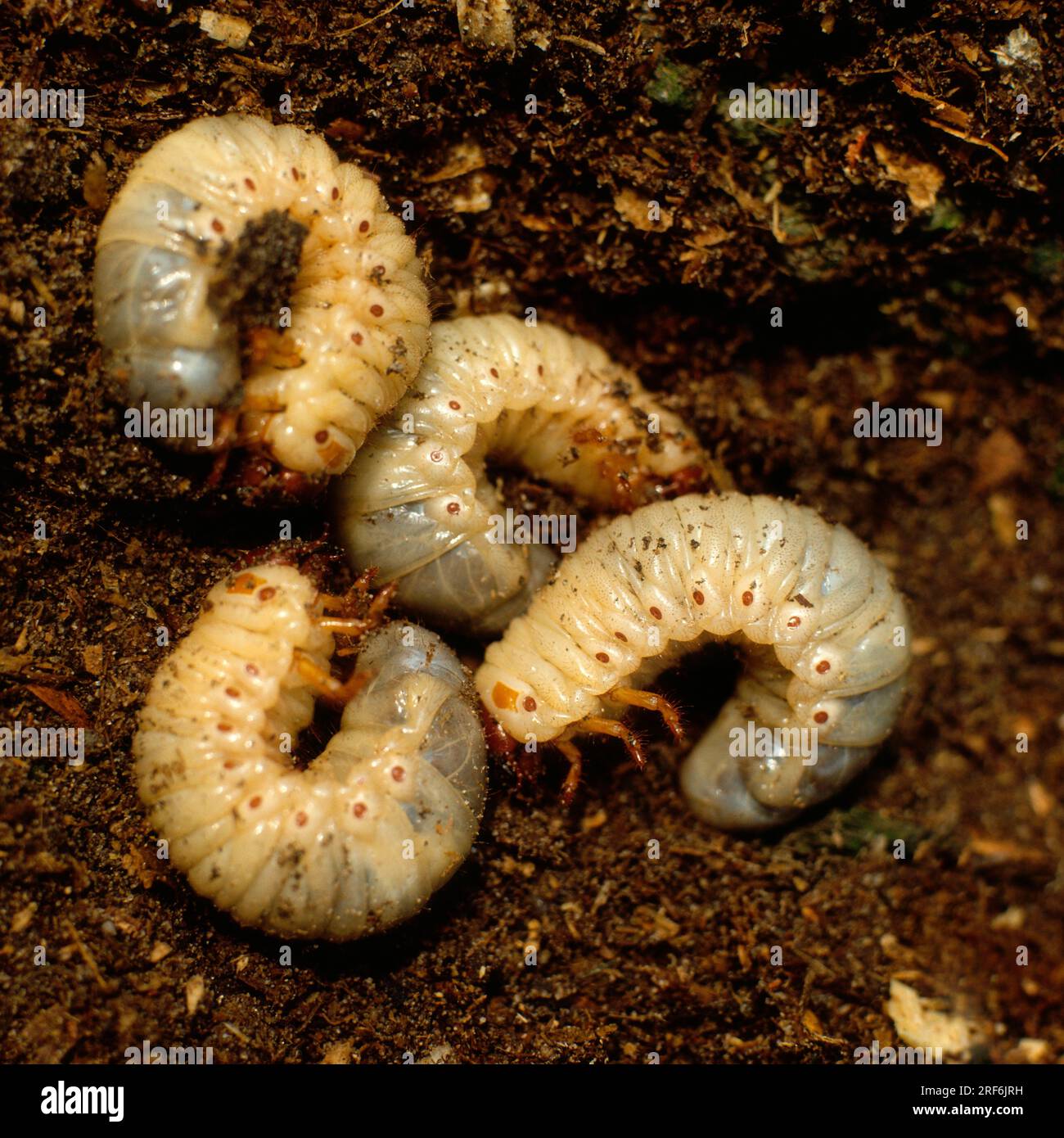 Beetle larva borer hi-res stock photography and images - Alamy