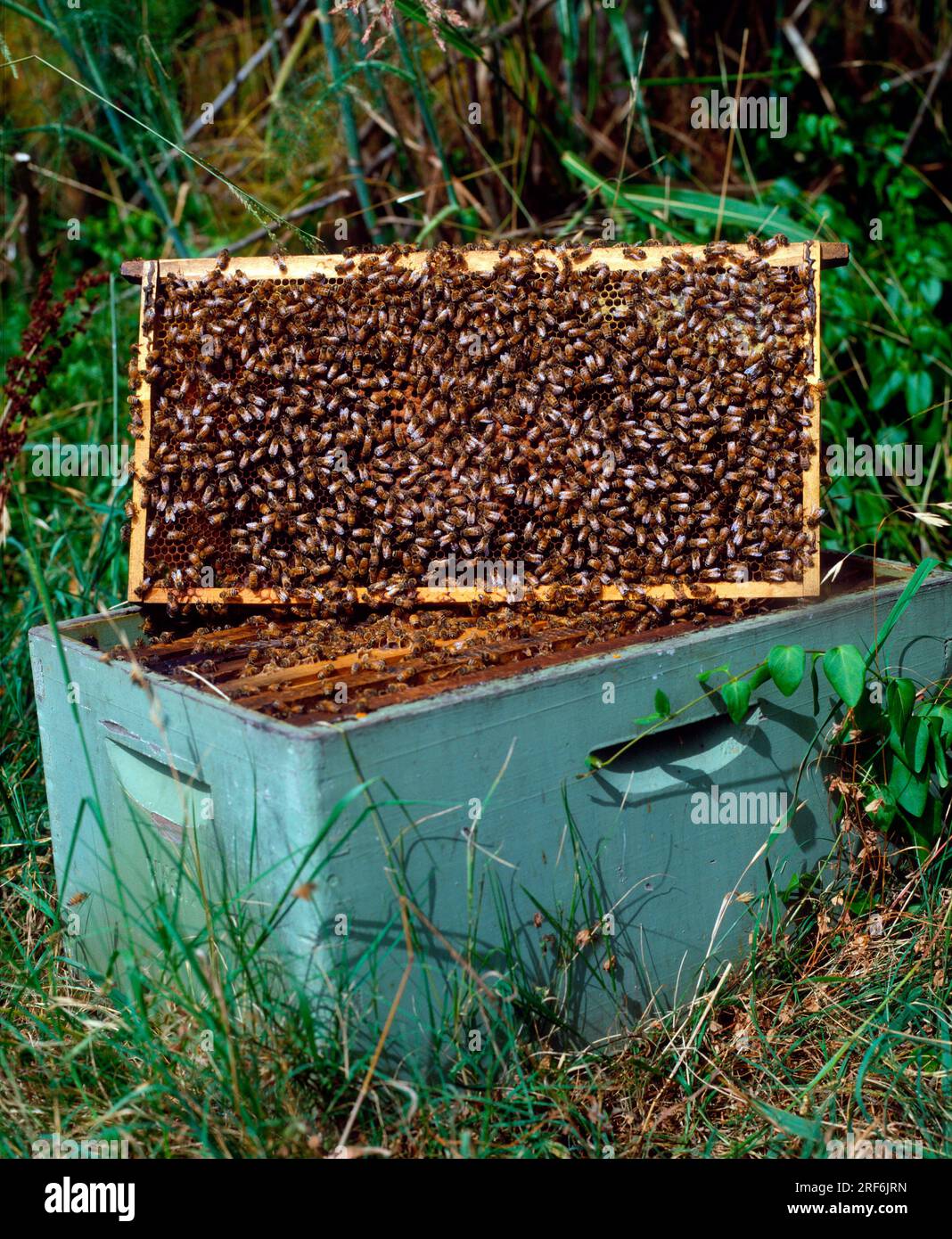Honey bees (Apis mellifera) on honeycomb in beehive, bee, apiary, bee ...