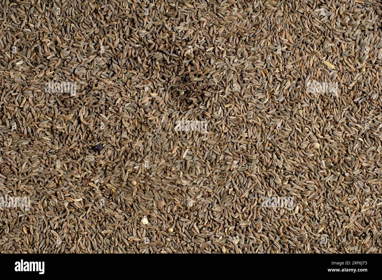 Common Caraway (Carum carvi), Caraway seed Stock Photo - Alamy