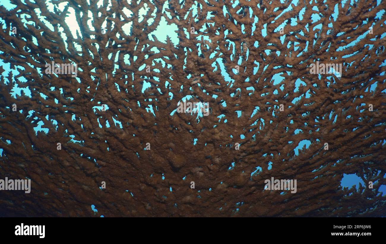 Texture and details of Table Coral, Slow motion, Bottom view. Hard ...