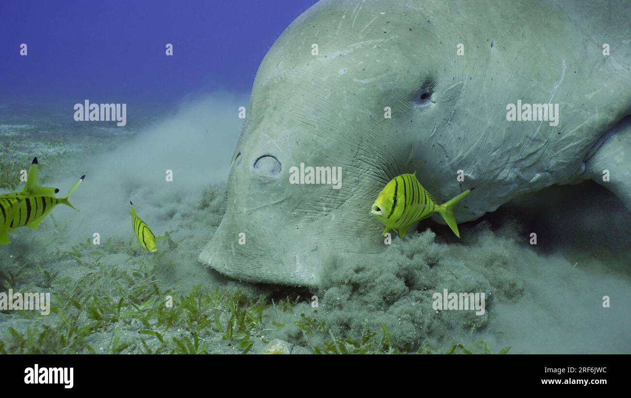Portrait of Sea Cow or Dugong (Dugong dugon) accompanied by school of ...