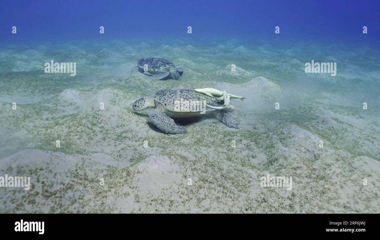 Two Sea turtles graze on the seabed eating green algae. Two Great Green ...