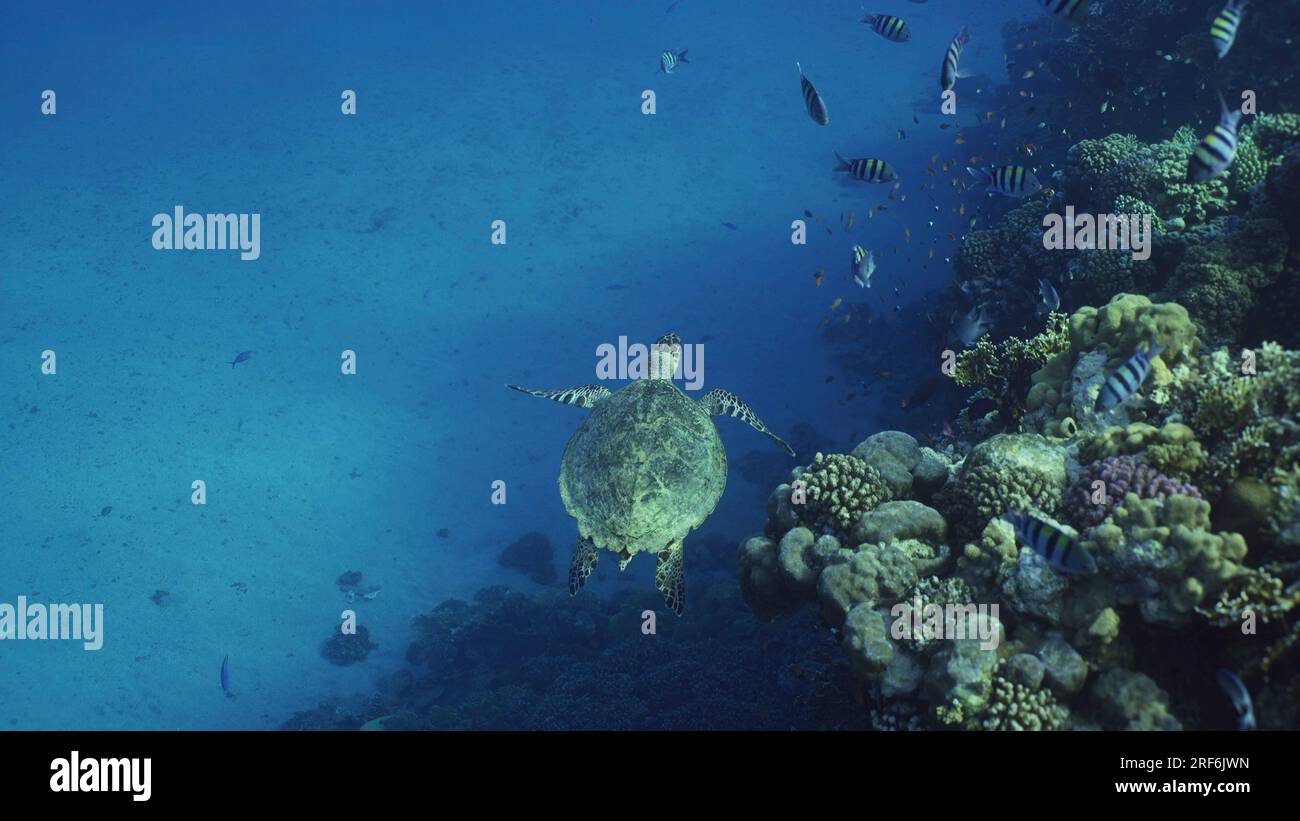 Top view of Hawksbill Sea Turtle or Bissa (Eretmochelys imbricata ...