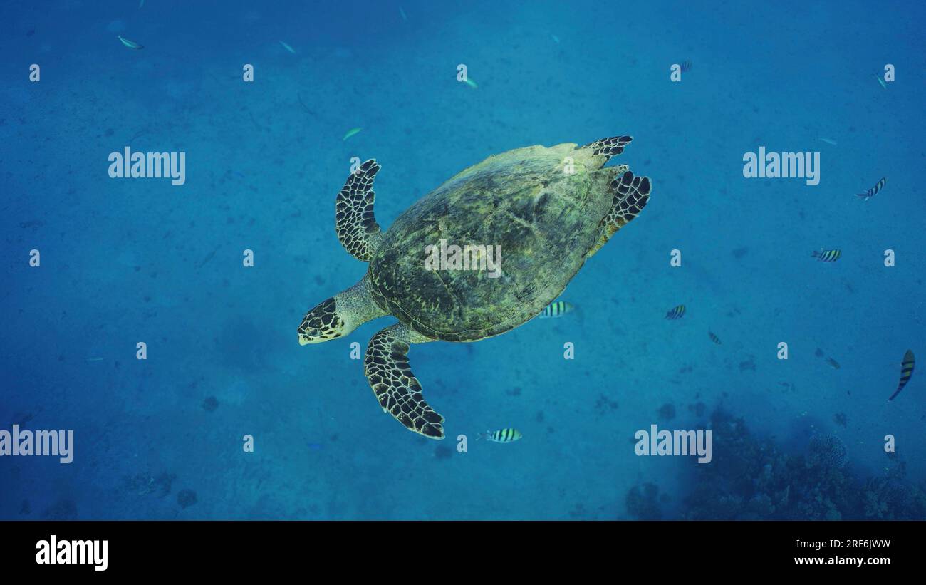 Top view of Hawksbill Sea Turtle or Bissa (Eretmochelys imbricata ...