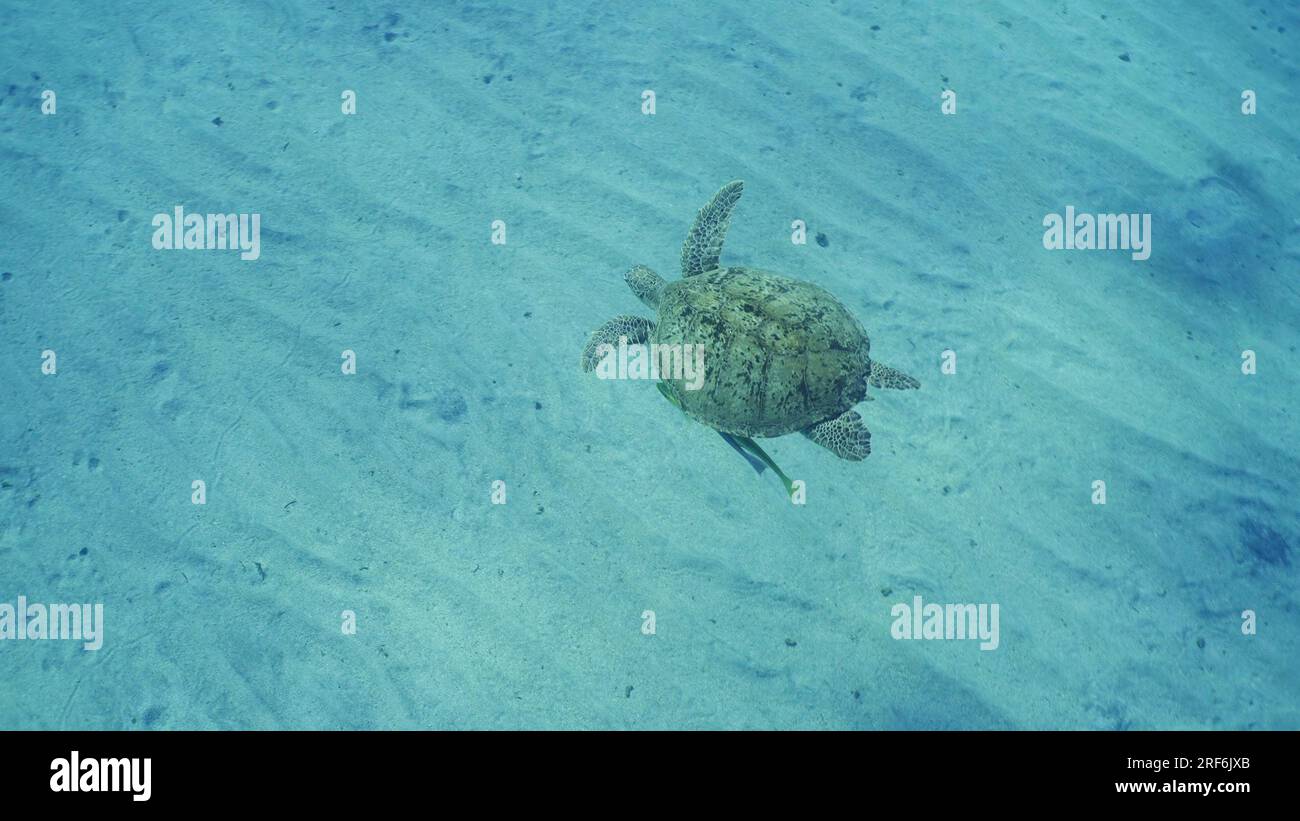 Green sea turtle floating in hi-res stock photography and images - Alamy