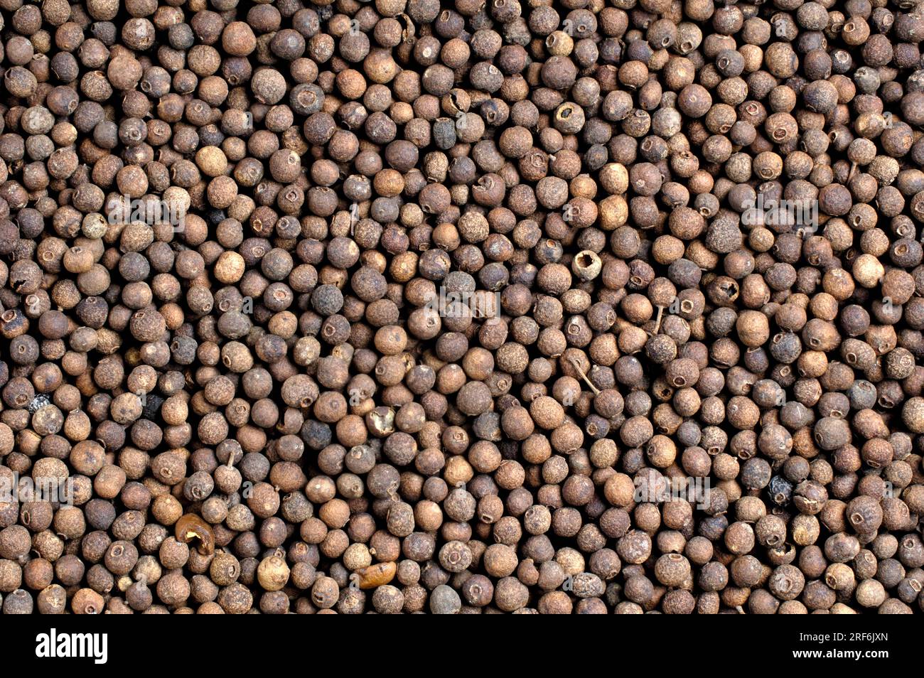 Allspice, clove pepper (Pimenta dioica), Jamaica pepper, new spice ...