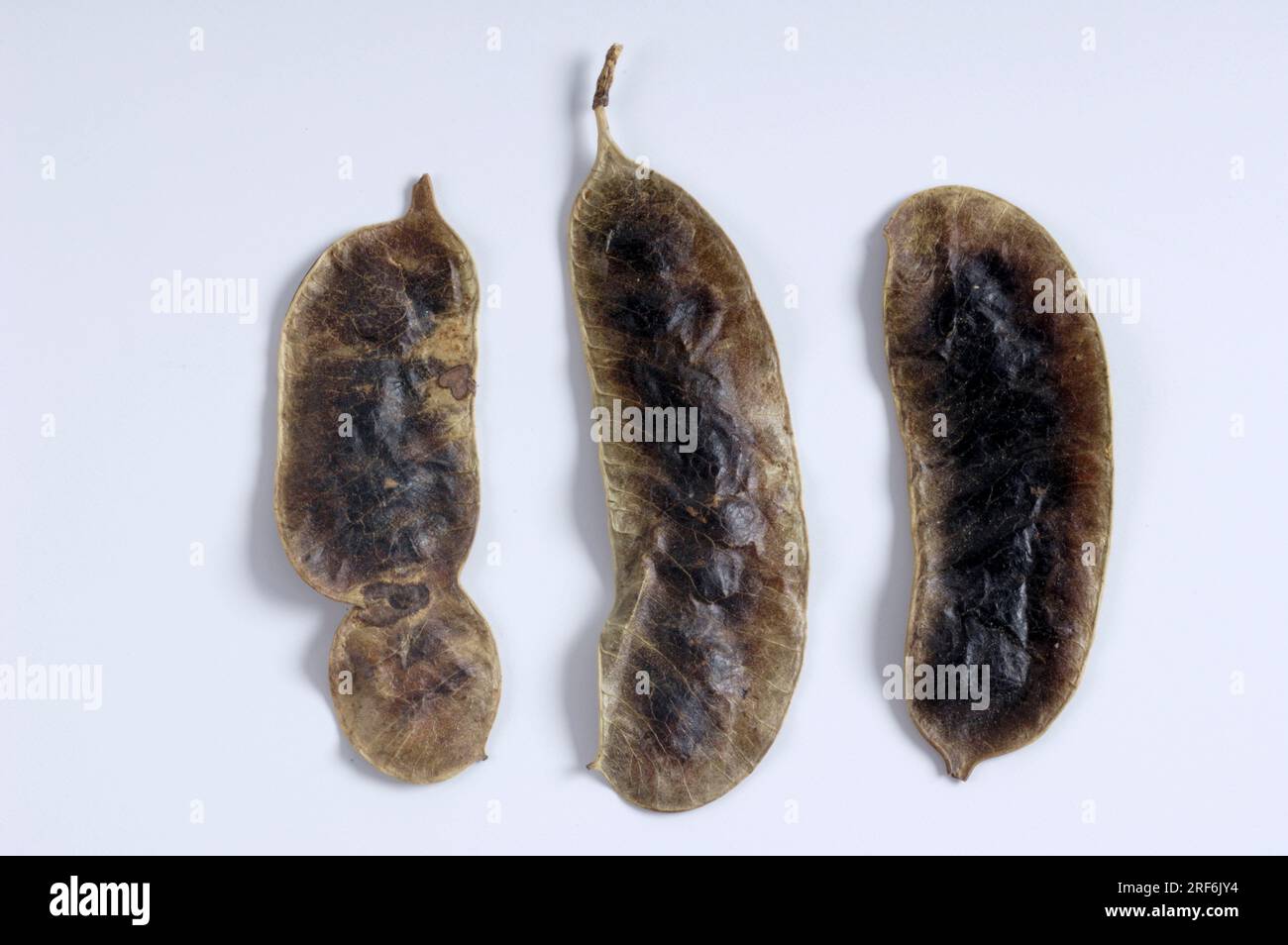 Sanna plant, fruit, pod, senna pod, Fructus sennae (Senna Stock Photo ...