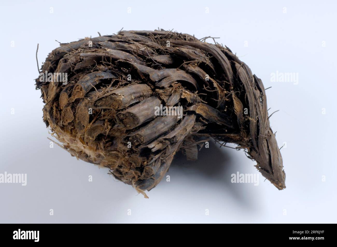 Common male fern root (Dryopteris felix-mas Stock Photo - Alamy