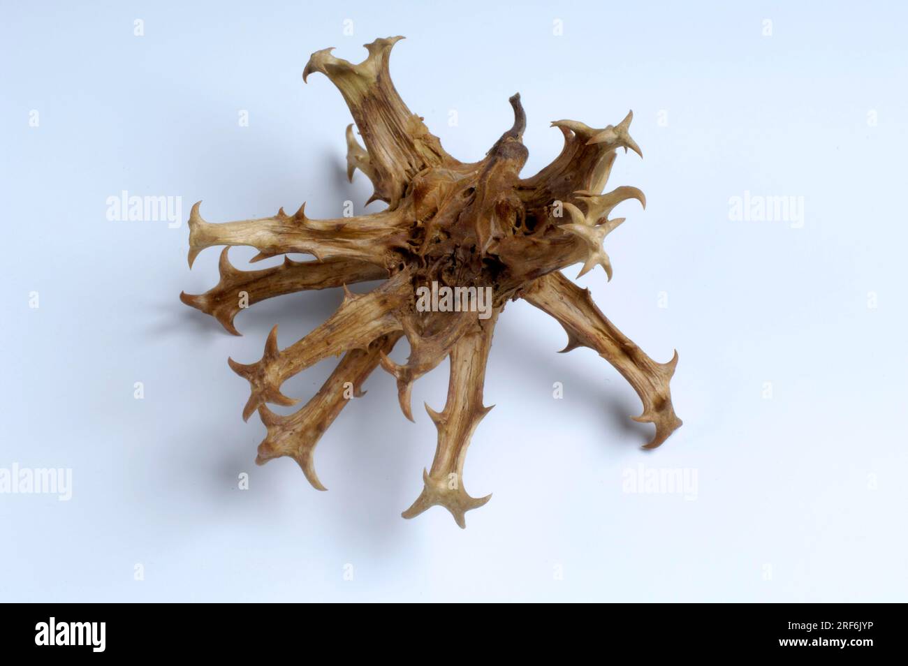 Devils claw cutout hi-res stock photography and images - Alamy