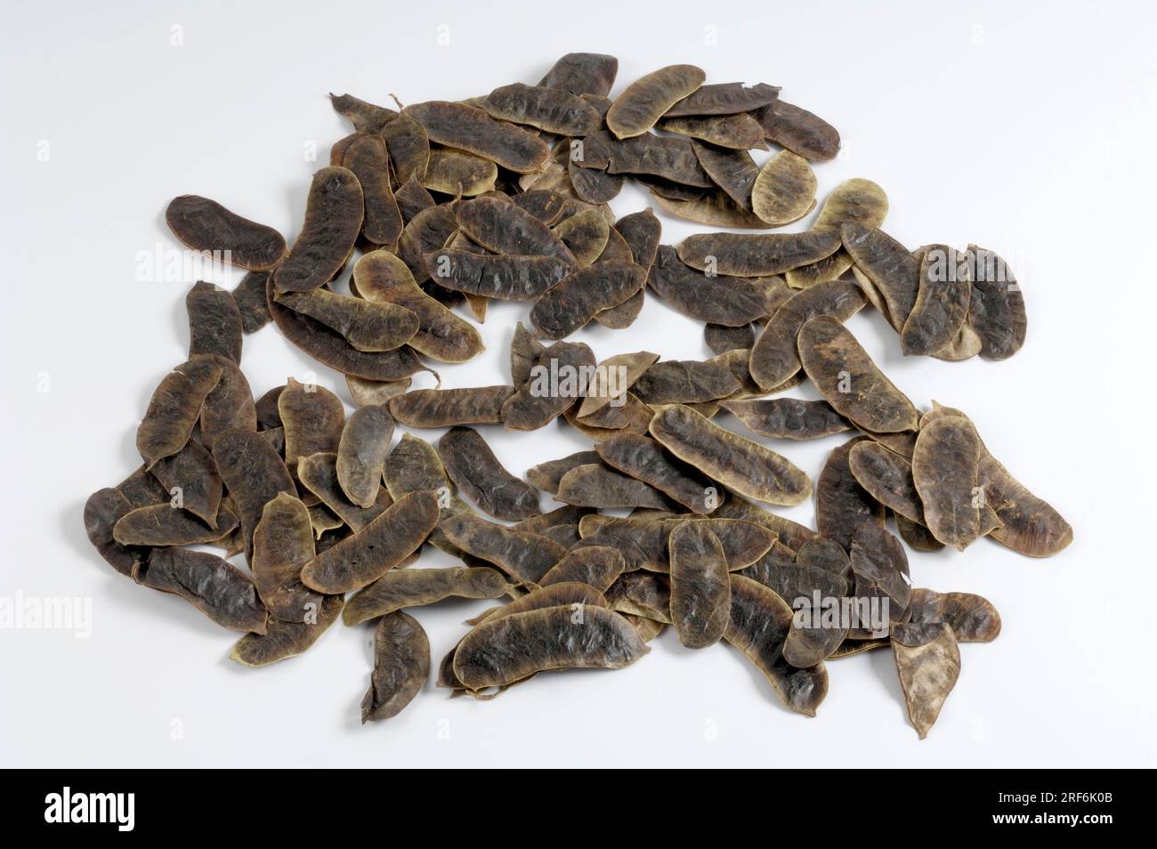 Sanna plant, fruit, pod, senna pod, Fructus sennae (Senna Stock Photo ...