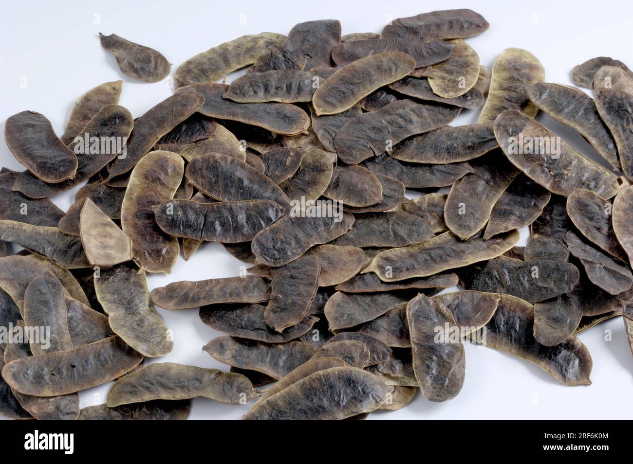 Sanna plant, fruit, pod, senna pod, Fructus sennae (Senna Stock Photo ...
