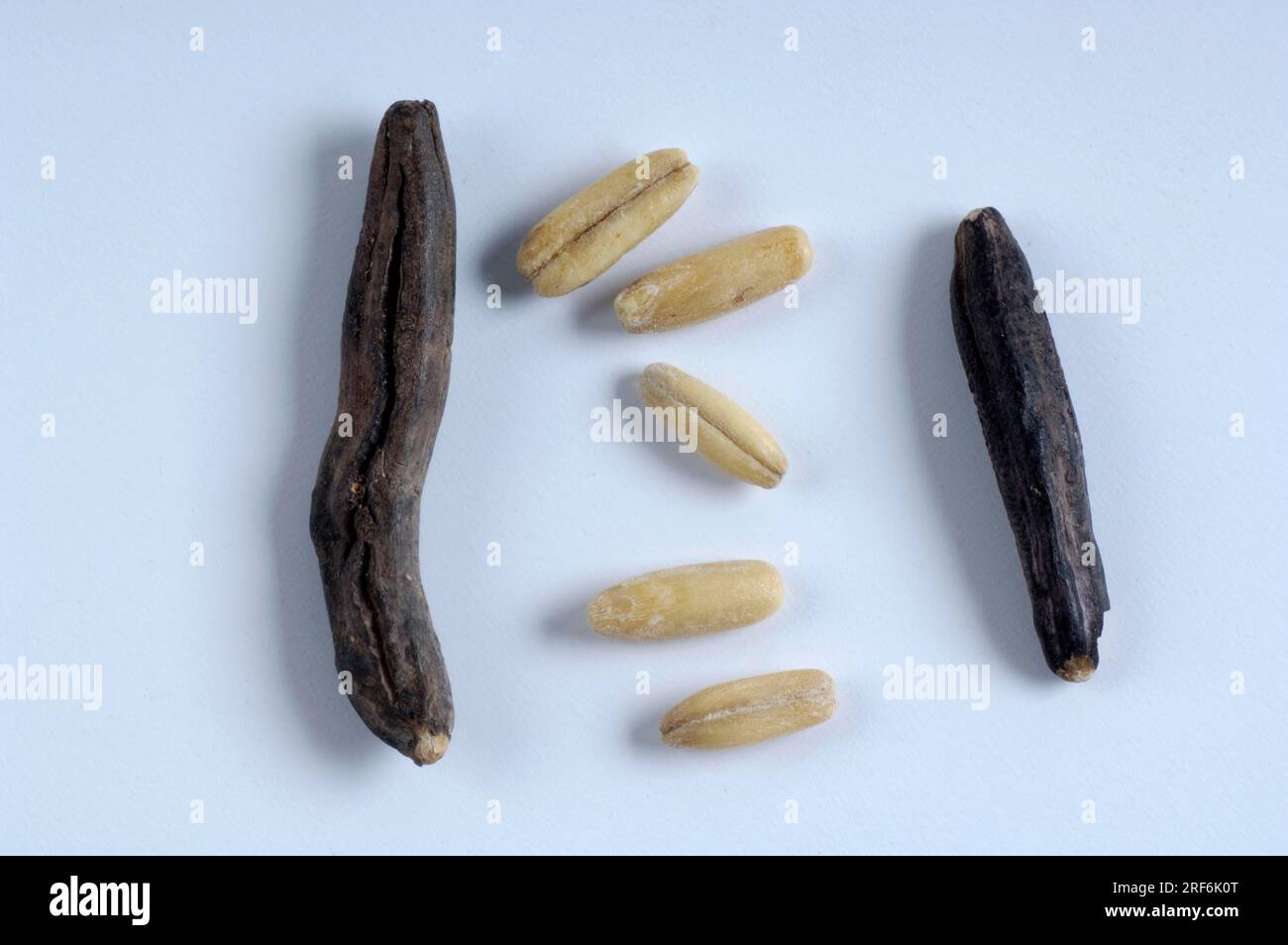Ergot Fungus (Claviceps purpurea) and rye (Secale cereale Stock Photo ...