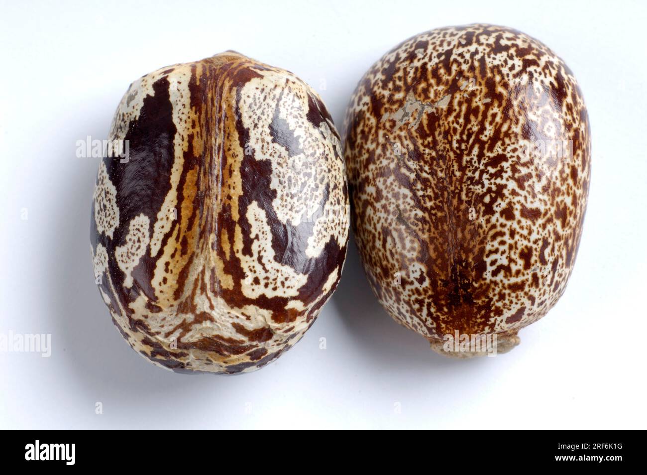 Ricinus seeds (Ricinus communis Stock Photo - Alamy