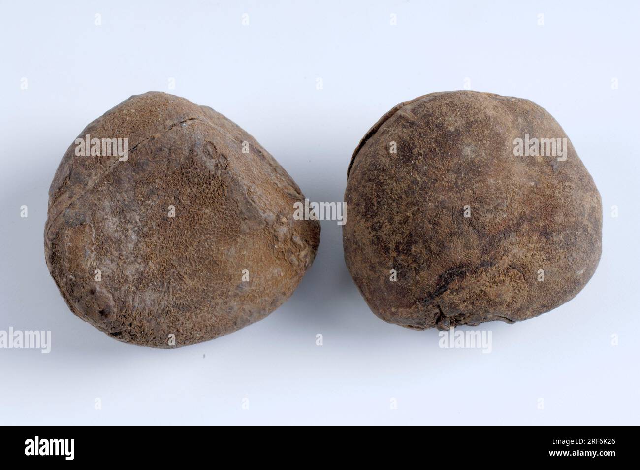 Kola nuts ( Cola nitida Stock Photo - Alamy