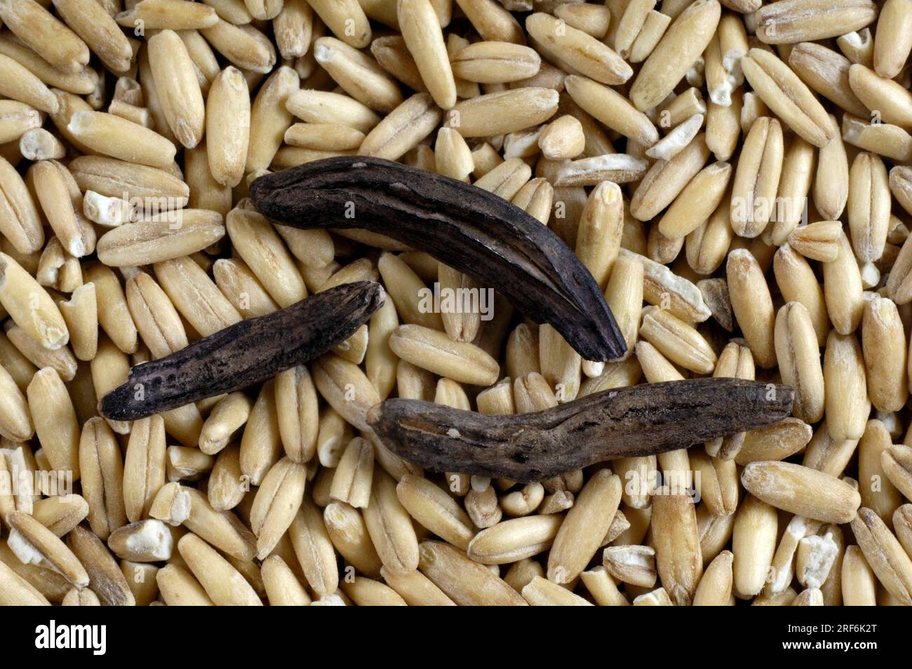 Ergot Fungus (Claviceps purpurea) and rye (Secale cereale Stock Photo ...