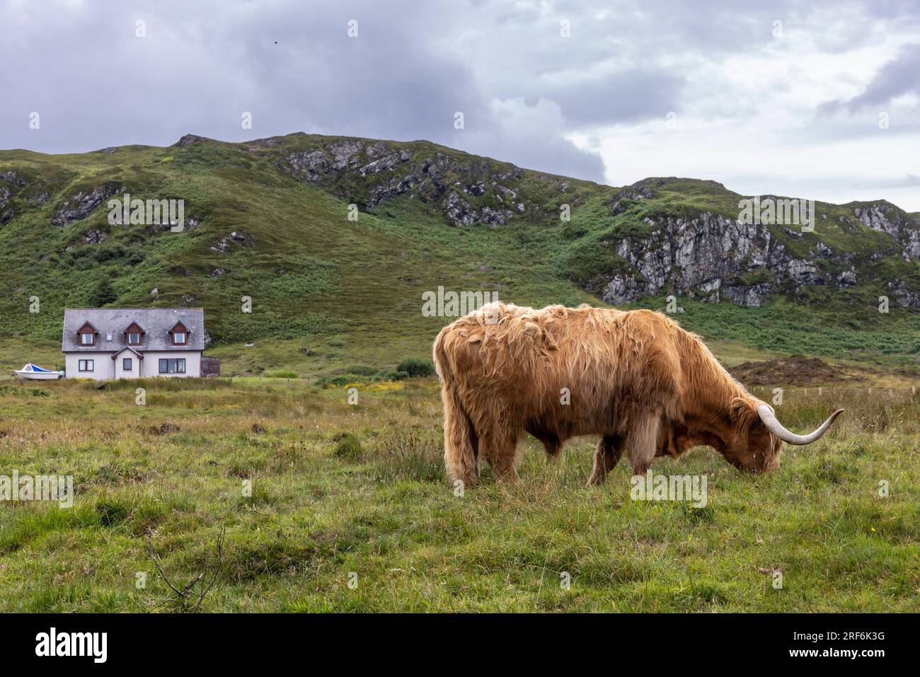 highland cattle ( Kyloe) on the isle of Colonsay in Scotland Stock ...
