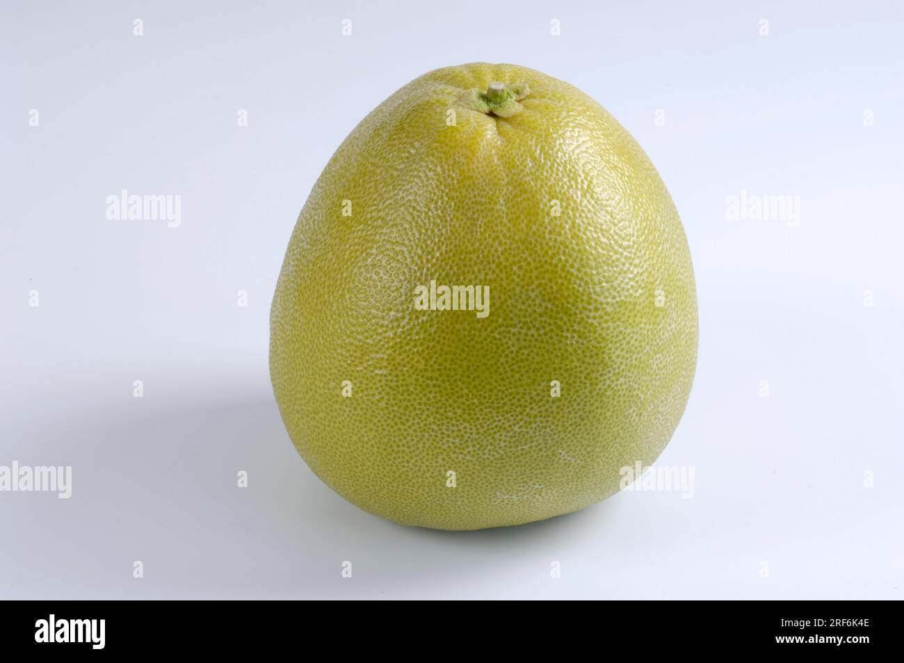 Grapefruit (Citrus maxima), Giant orange, Adam's apple, Pumelo Stock ...