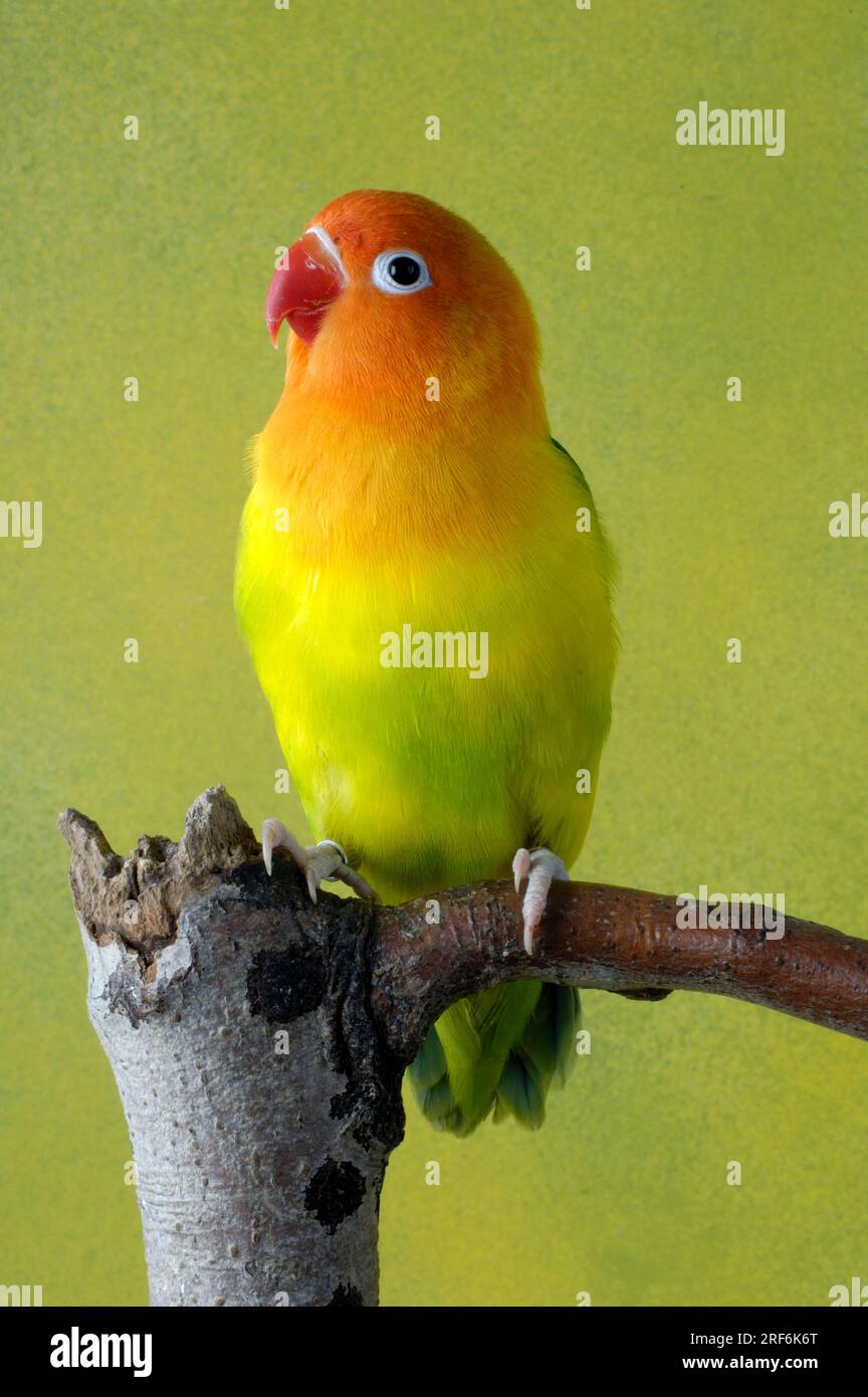 Fisherman's lovebird (Agapornis fischeri), peach head Stock Photo - Alamy